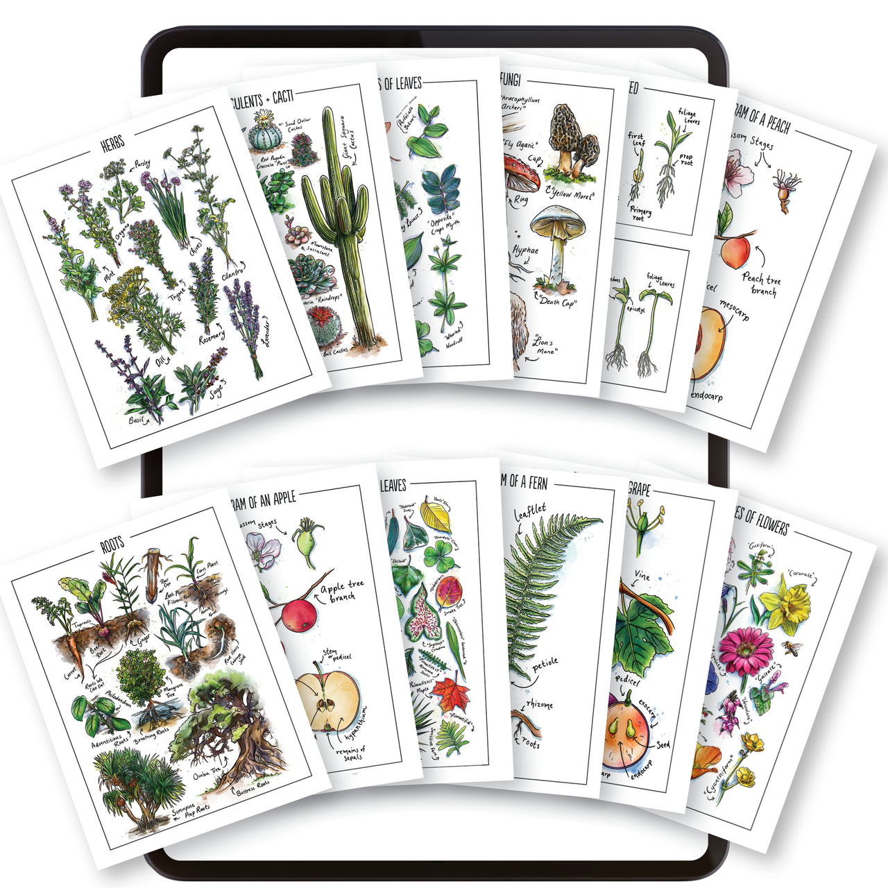 Botany Watercolor Posters (Digital Download) – Gather 'Round Homeschool USA