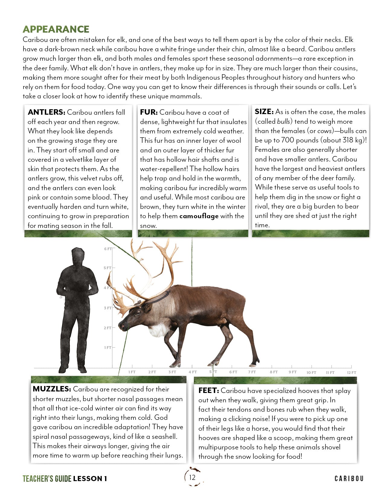 North American Forest Animals – Gather 'Round Homeschool USA