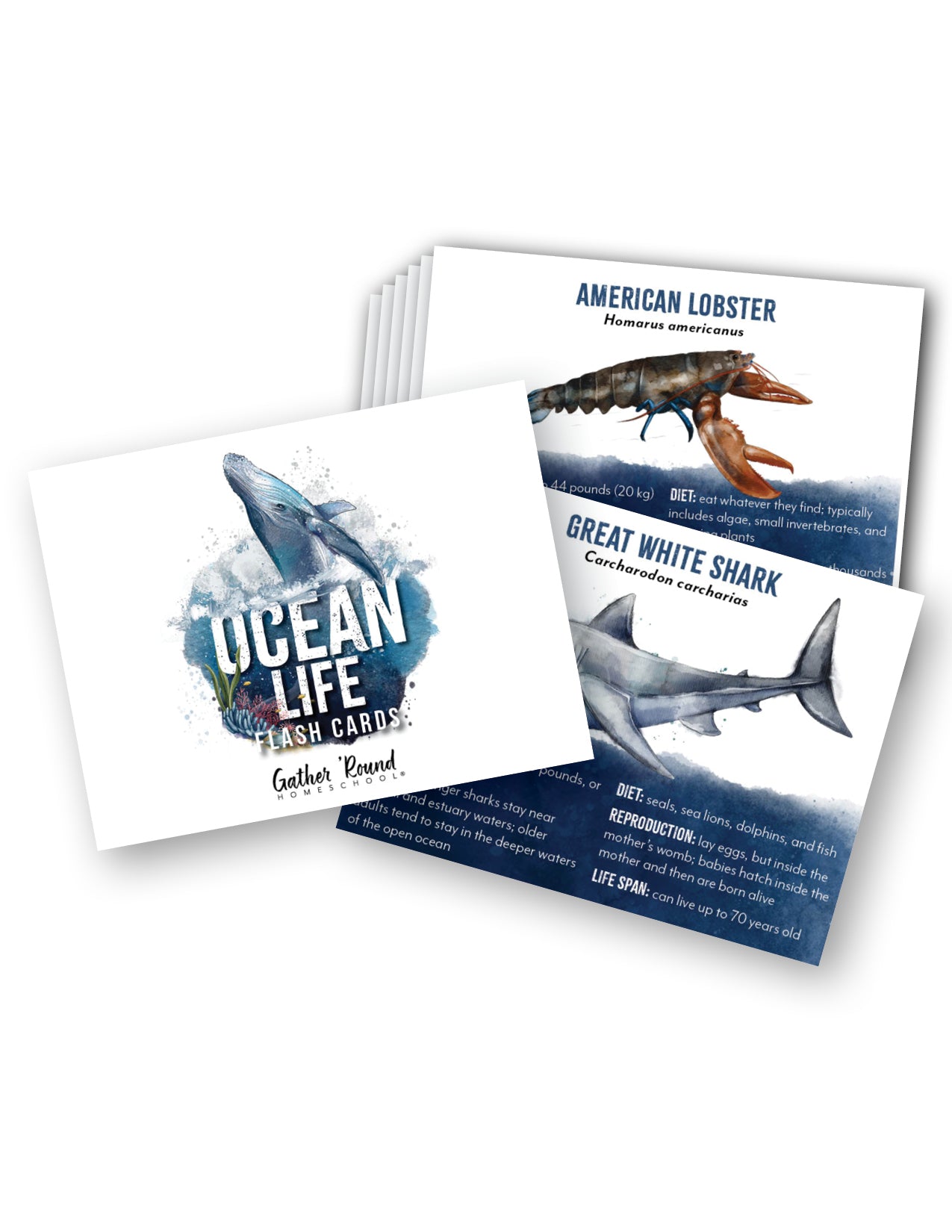 Ocean Life Flashcards – Gather 'Round Homeschool USA