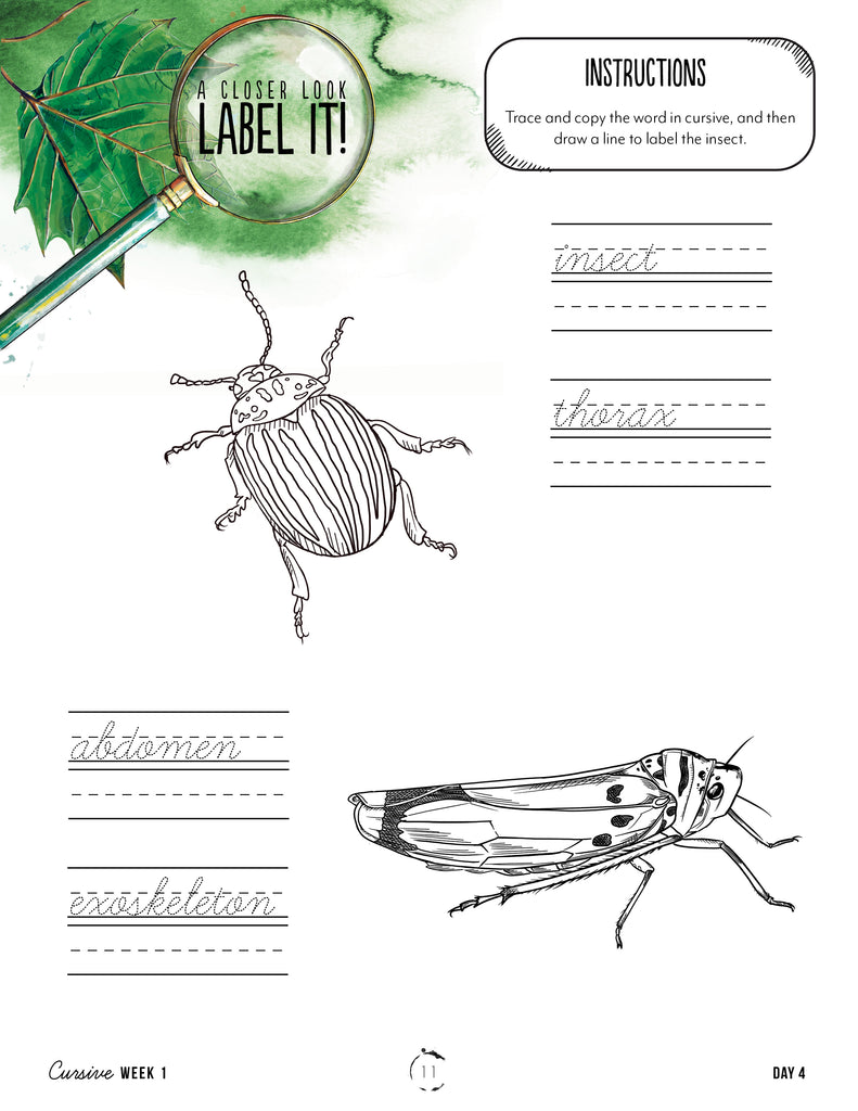 Creepy Crawlies Cursive Writing Book – Gather 'Round Homeschool USA