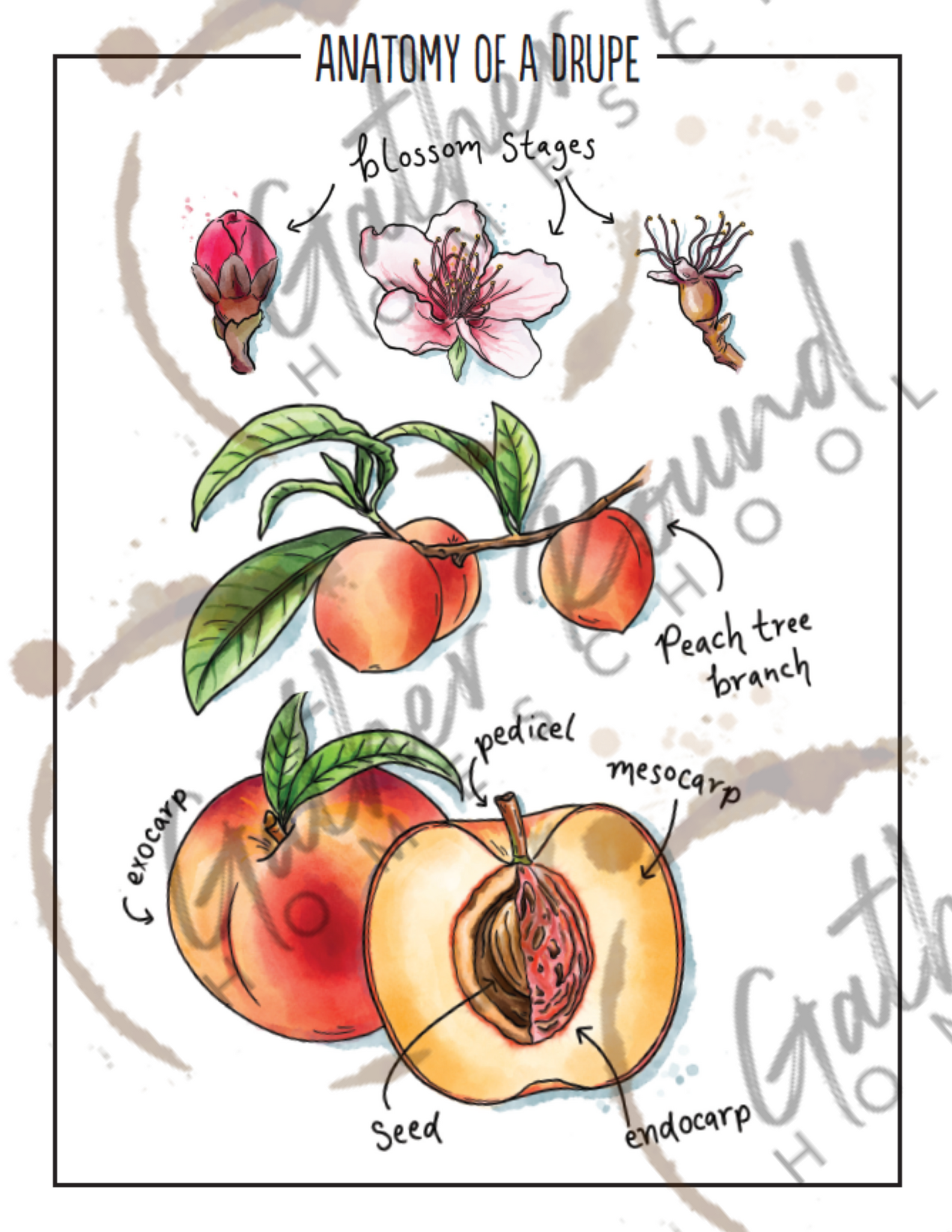 Botany Watercolor Posters – Gather 'Round Homeschool USA